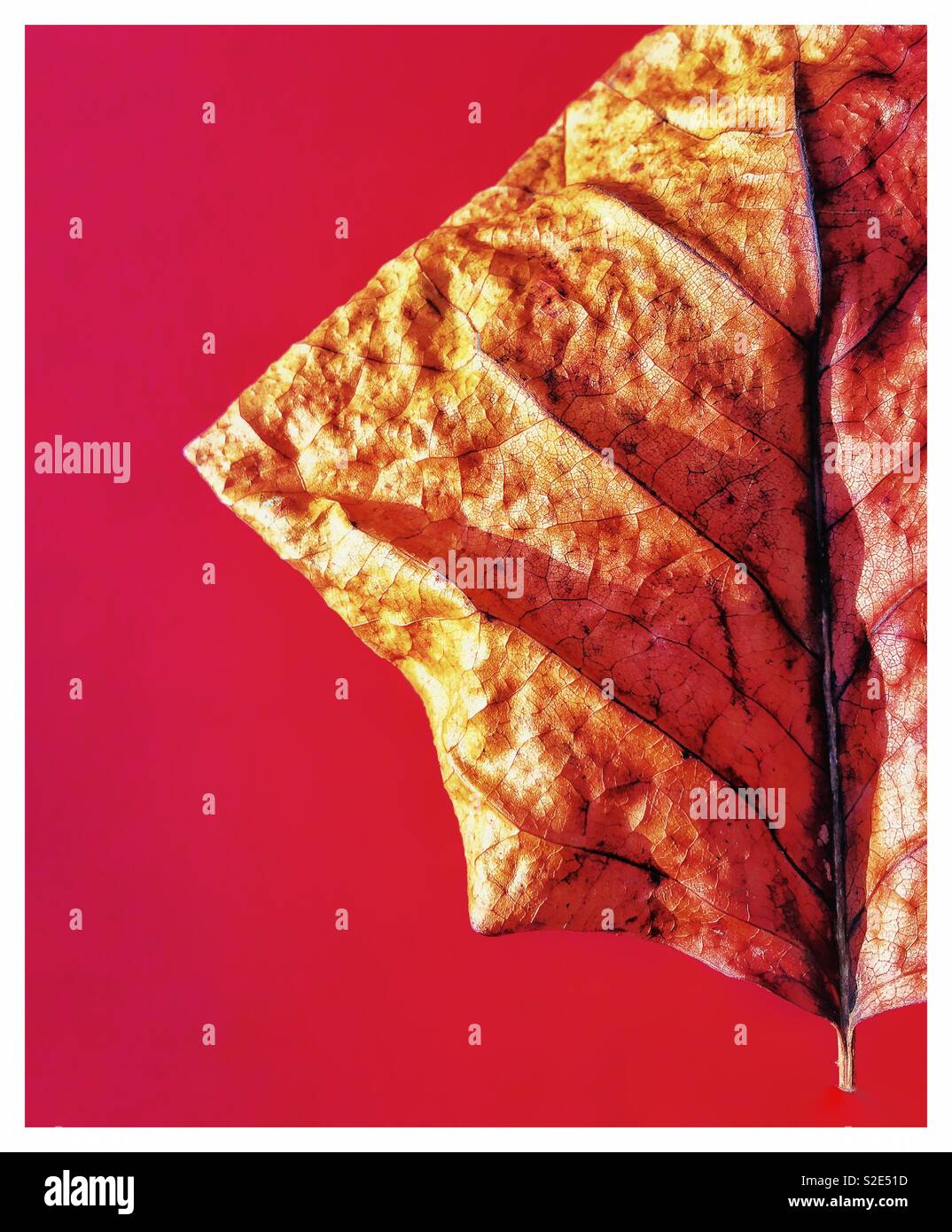 Colourful autumn leaf Stock Photo - Alamy