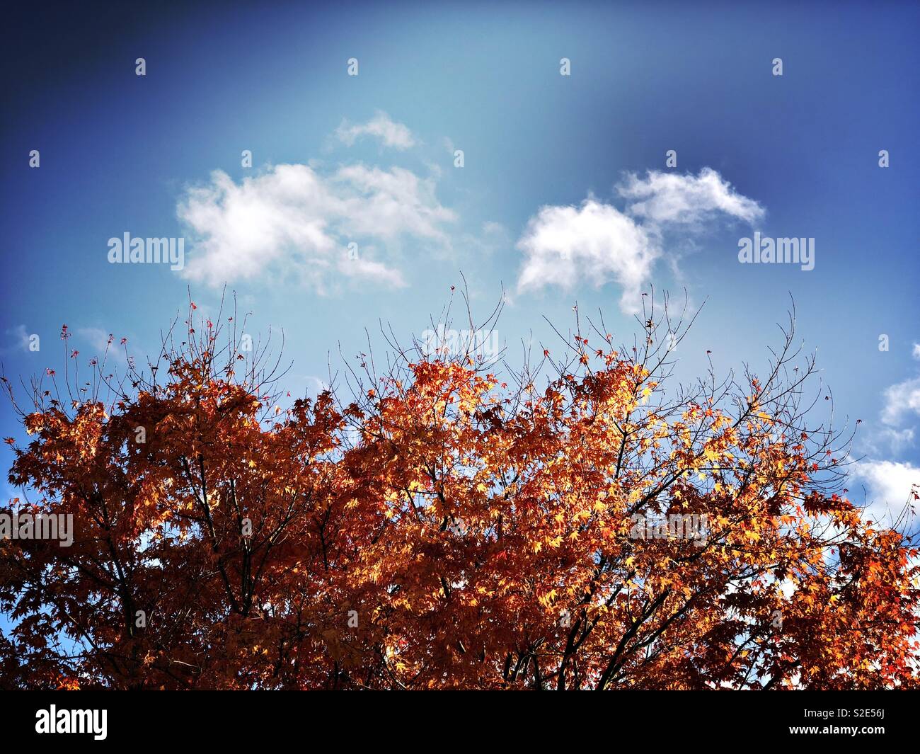 Red tree hi-res stock photography and images - Alamy