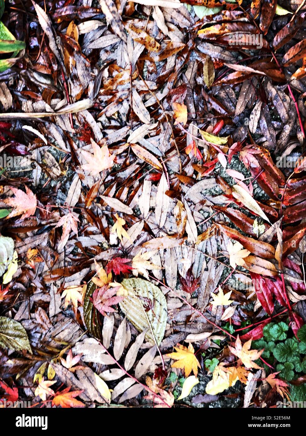 Autumn Leaves on Path Close Up Stock Photo - Alamy