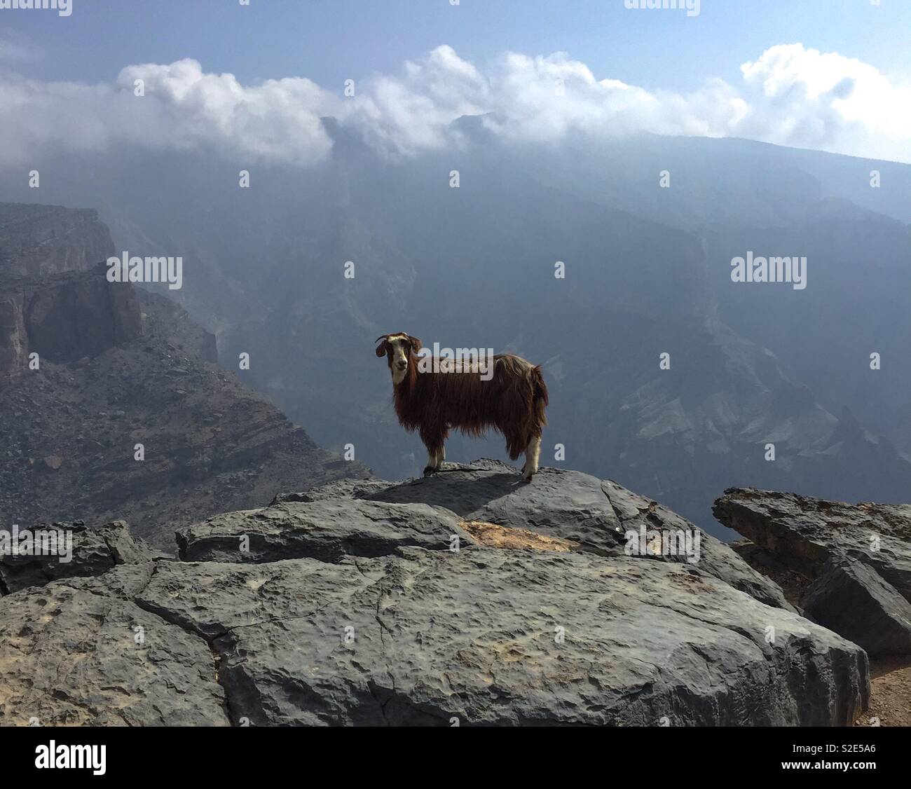 Goat Oman High Resolution Stock Photography and Images - Alamy