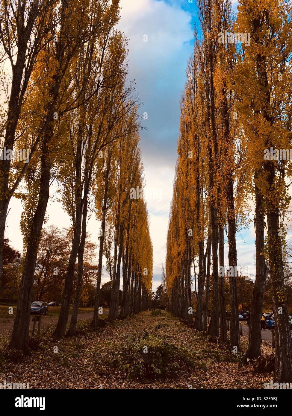 Autumn line of trees Stock Photo - Alamy