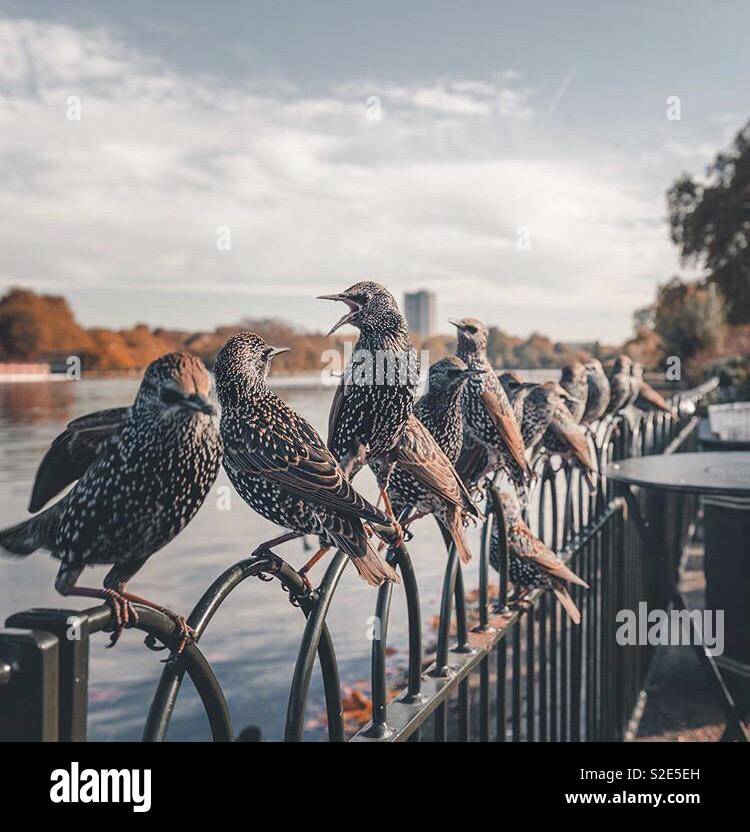 Squawk hi-res stock photography and images - Alamy