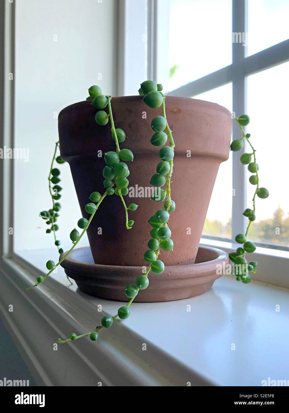 String Of Pearls Plant High Resolution Stock Photography and Images - Alamy