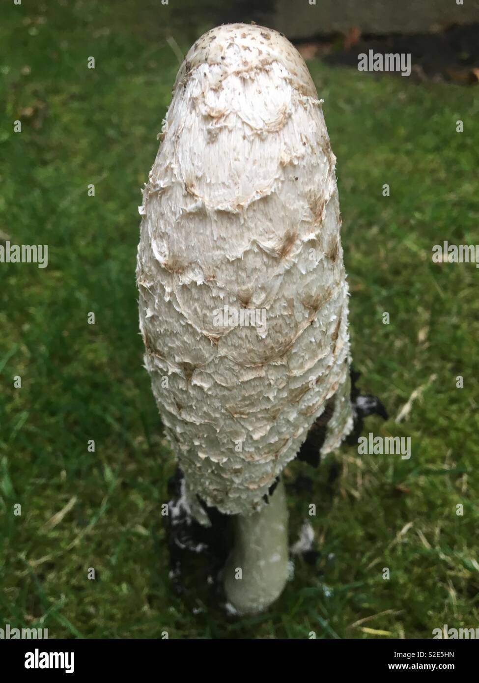 Fungus on the lawn Stock Photo - Alamy