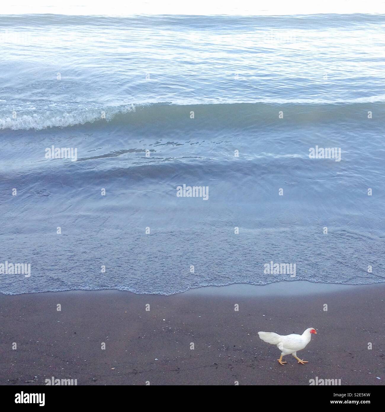 Chicken on the beach hi-res stock photography and images - Alamy