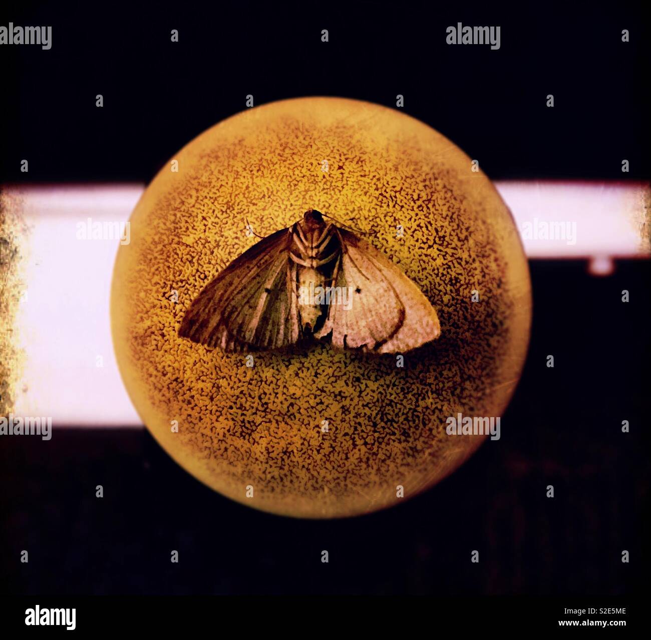 Sun Moth. I wanted to pay respects to this random deceased moth ...