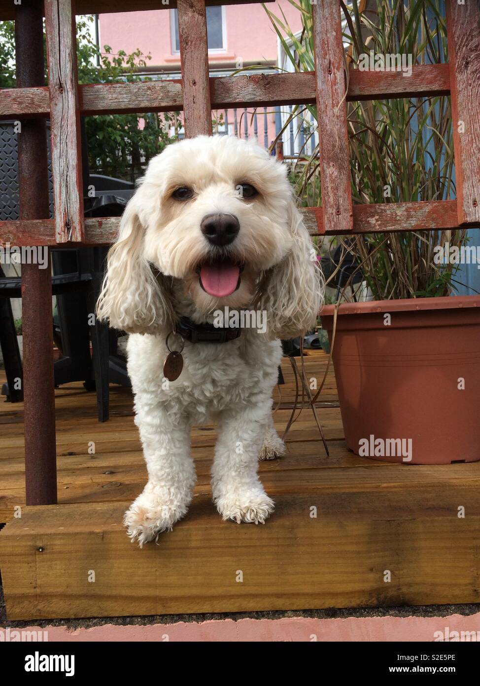 Happy humphrey hi-res stock photography and images - Alamy