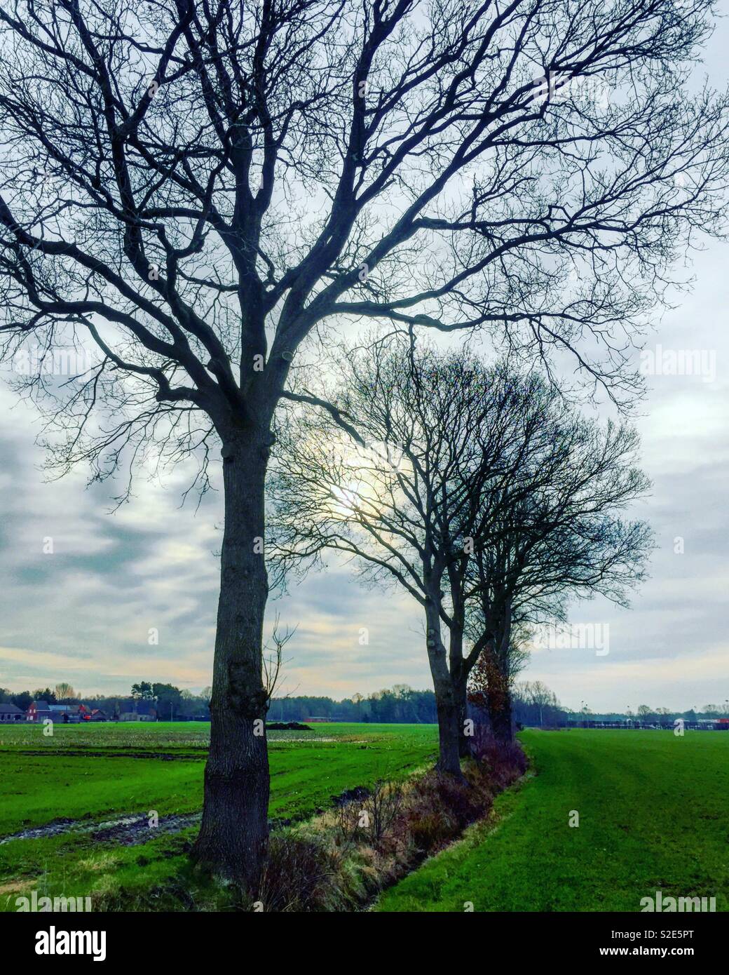 Bare trees Stretching out to the sky in a rural landscape Stock Photo ...