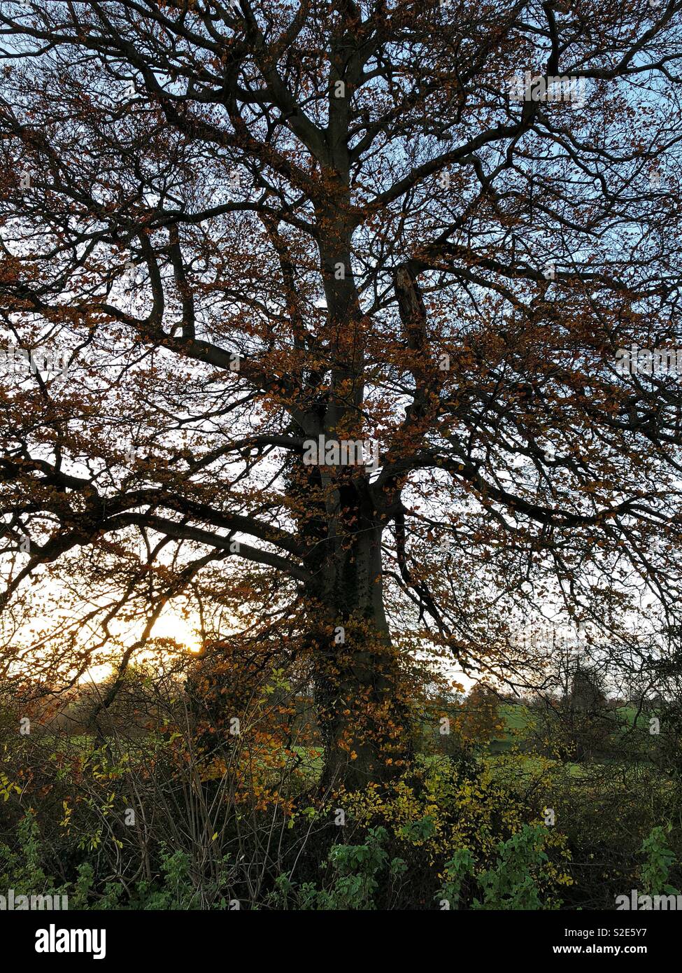 Tree, late autumn, evening light Stock Photo - Alamy