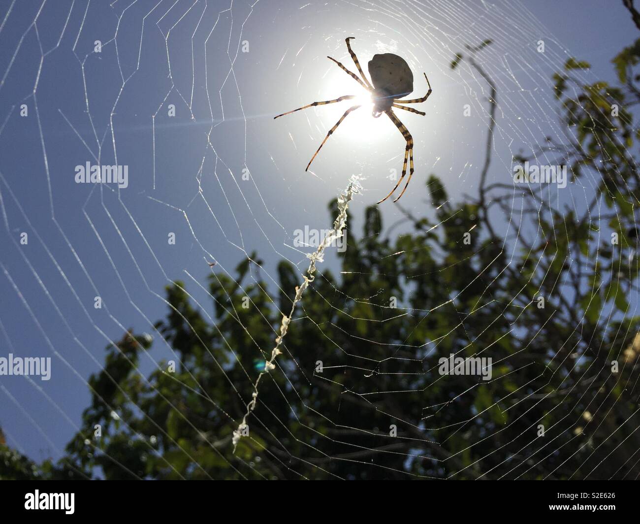 Spider sky hi-res stock photography and images - Alamy