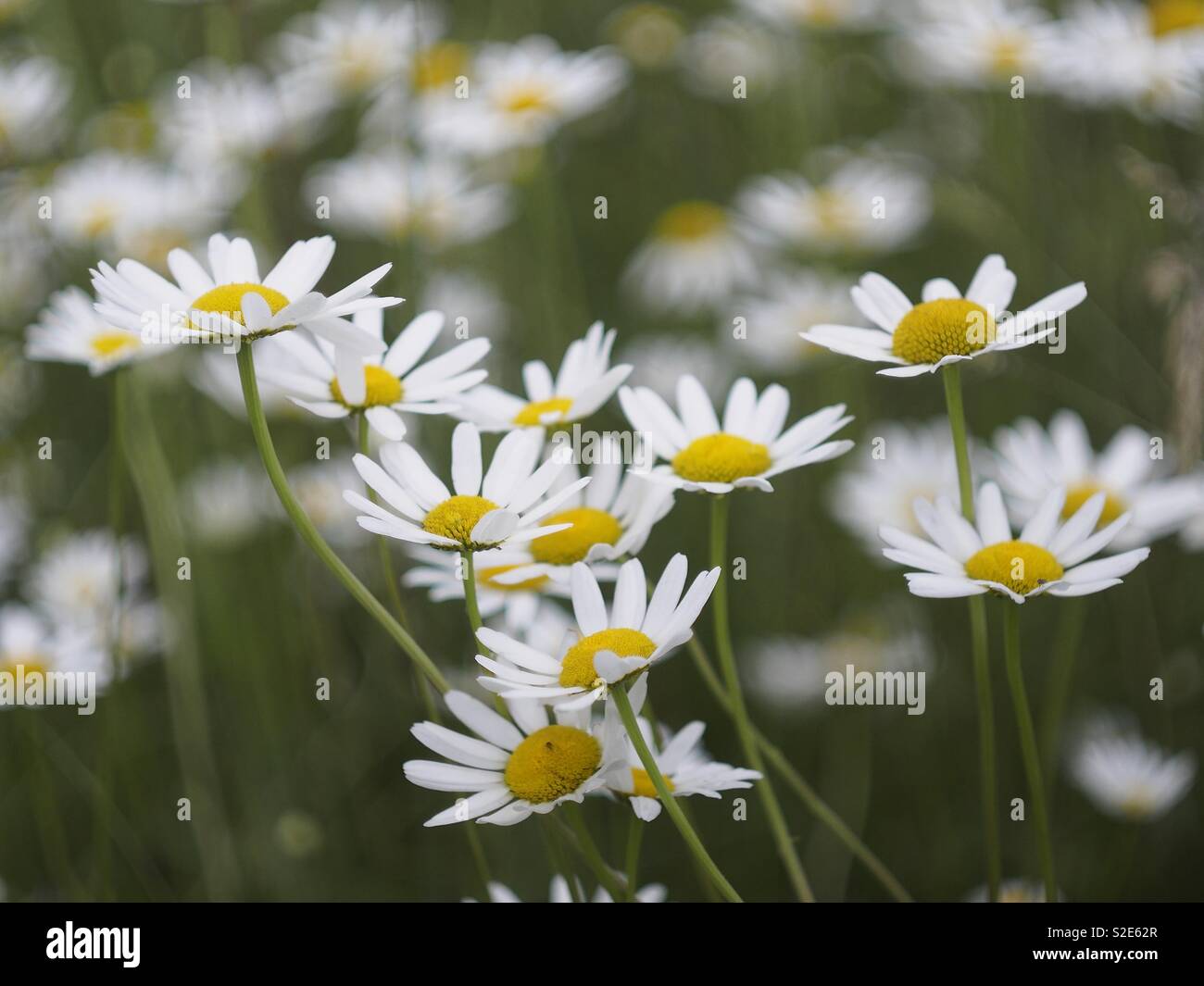 Field of daisy flowers in bloom Stock Photo - Alamy