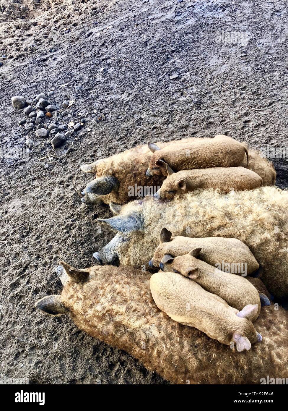 Red mangalitza pig hi-res stock photography and images - Alamy