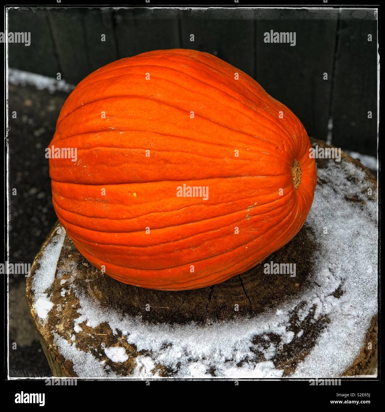 Snow on pumpkin hi-res stock photography and images - Alamy