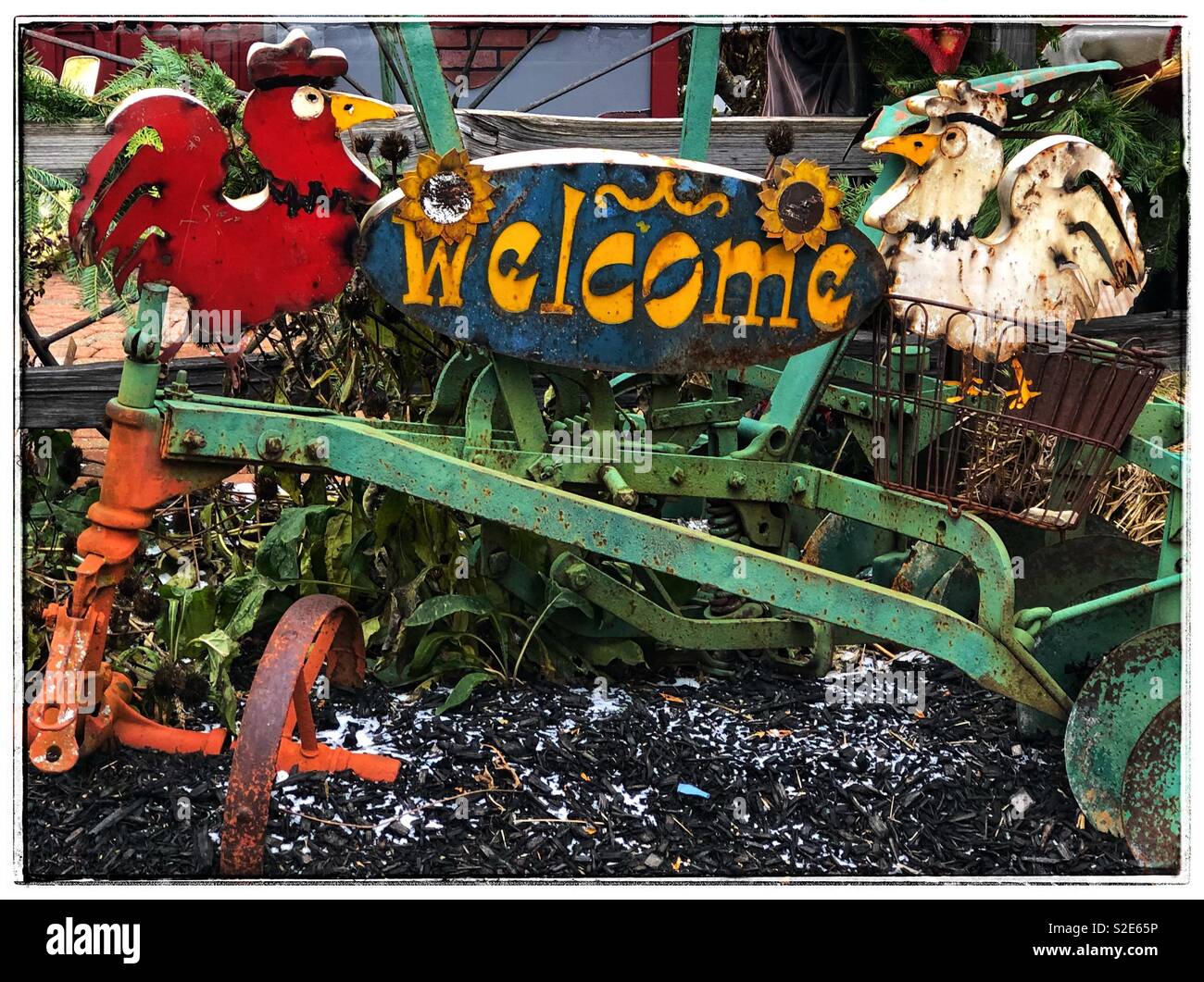 Chickens and roosters hi-res stock photography and images - Alamy