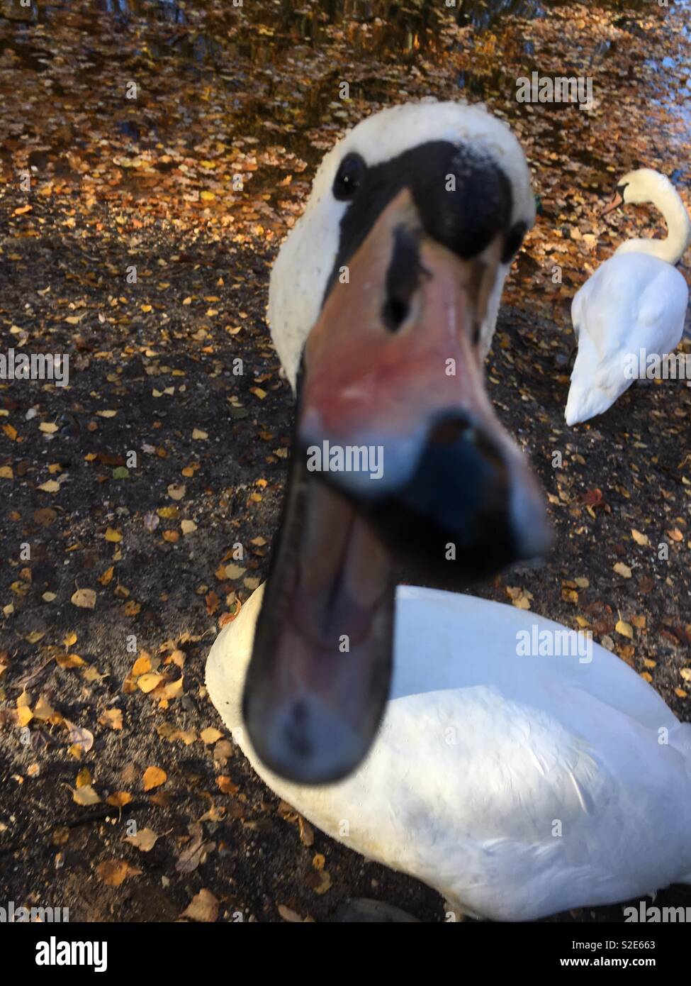 Attack Of The Bird High Resolution Stock Photography and Images - Alamy