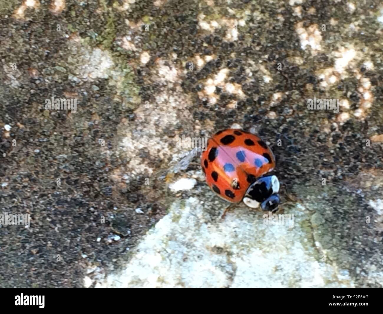 Stone ladybug hi-res stock photography and images - Alamy