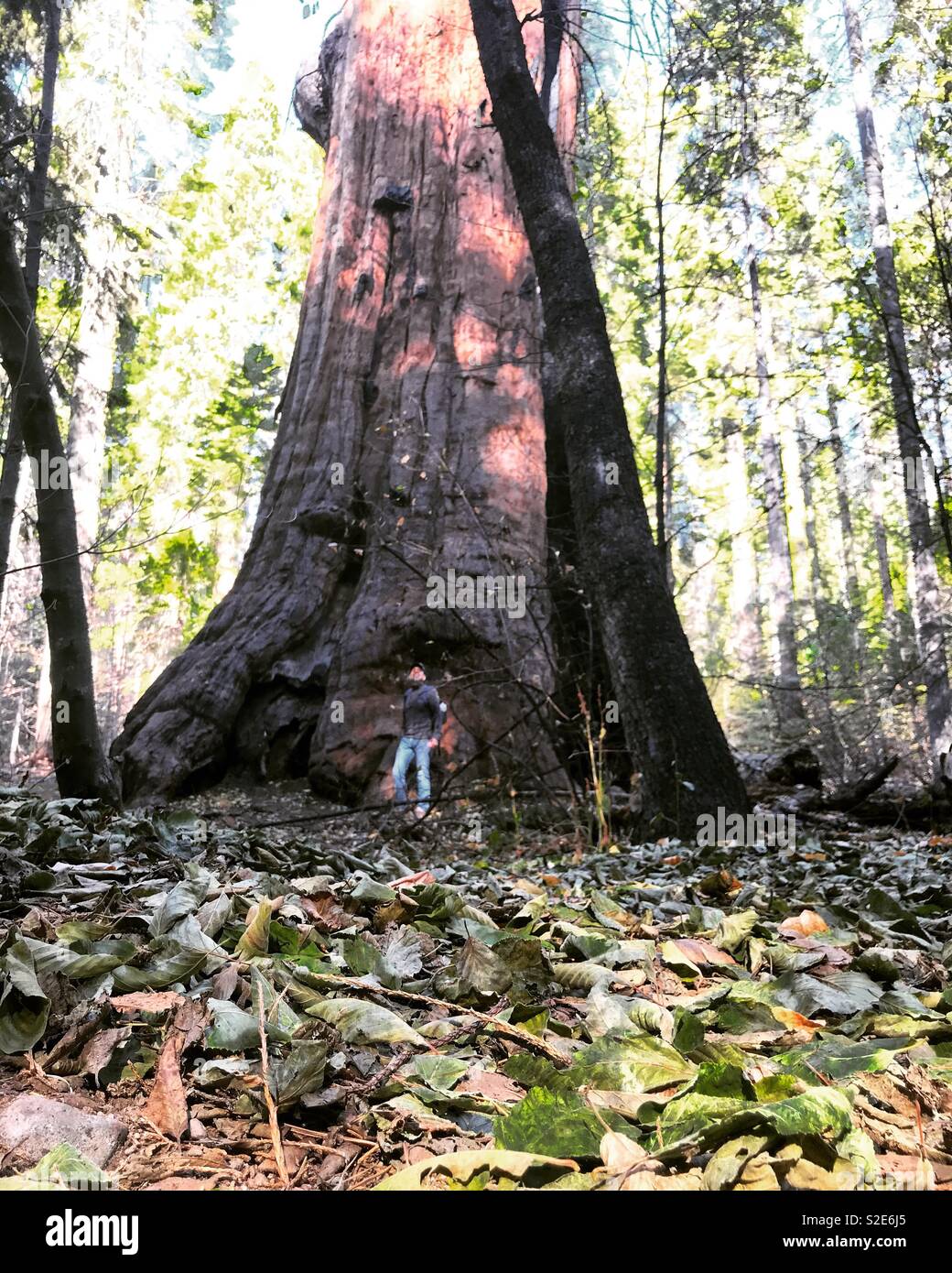 Giant redwoods scale hi-res stock photography and images - Alamy