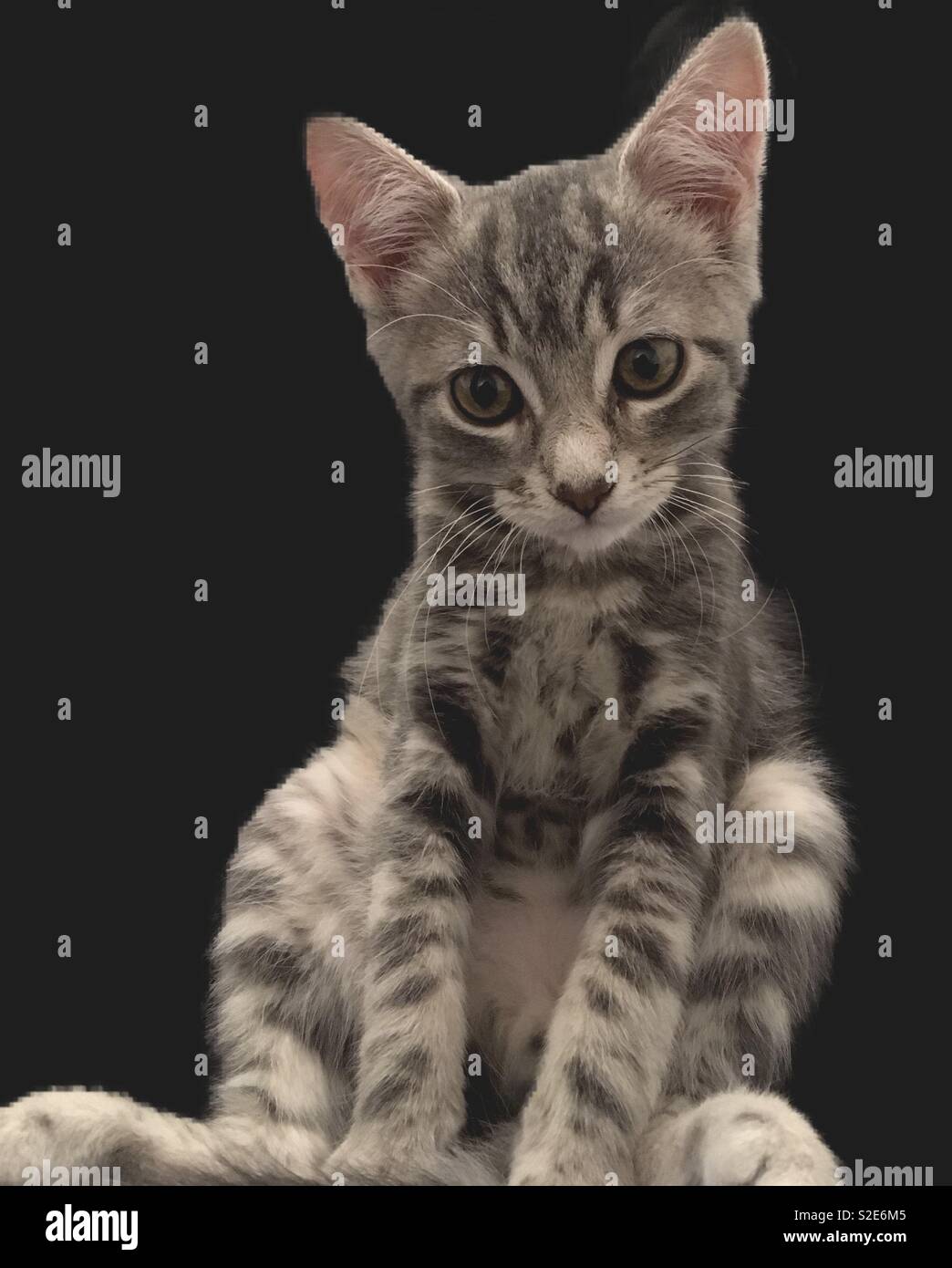 Grey tabby kitten hi-res stock photography and images - Alamy