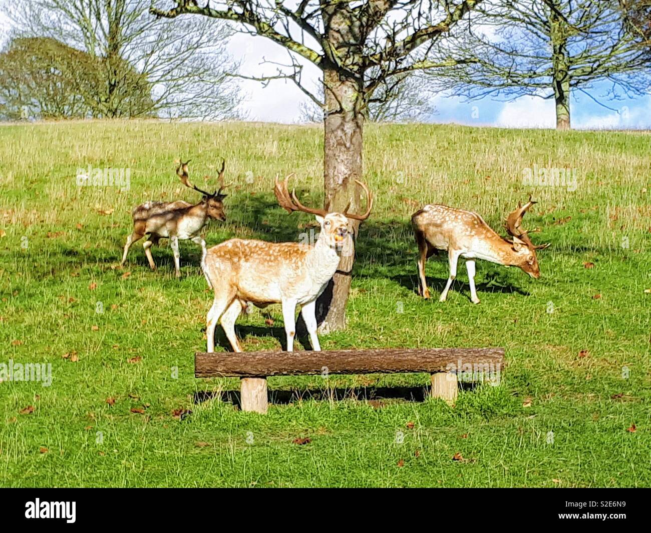 Eating under the tree hi-res stock photography and images - Alamy