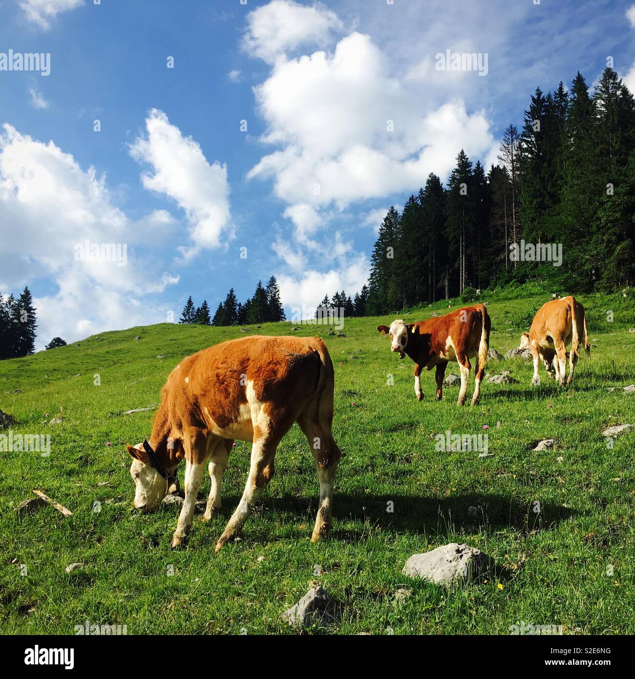 Farmland to the bavarian alps hi-res stock photography and images - Alamy