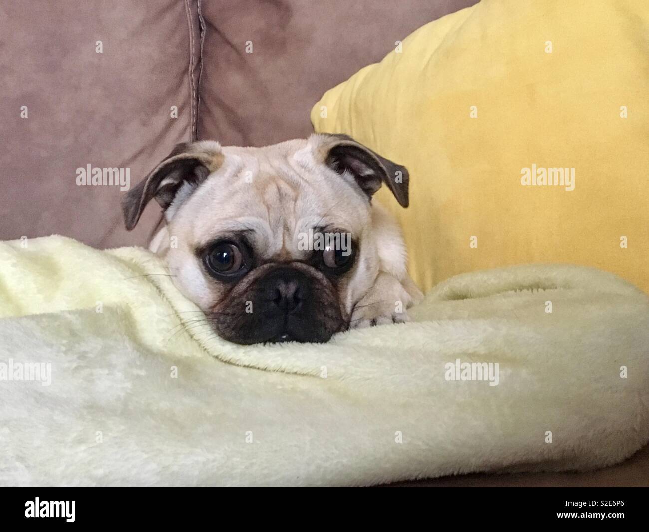 Face of pug hi-res stock photography and images - Alamy
