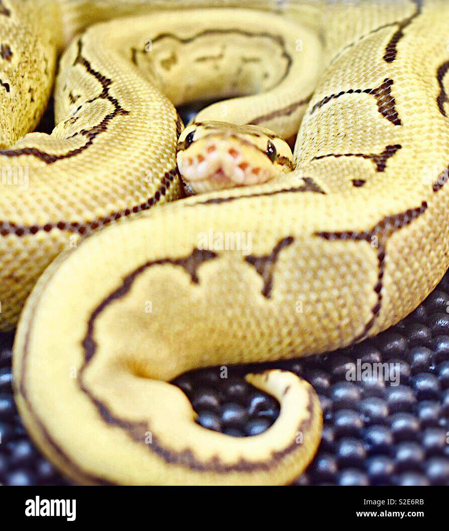 Pet snake hi-res stock photography and images - Alamy