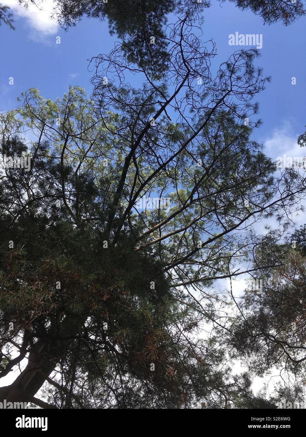 Dorset trees hi-res stock photography and images - Alamy