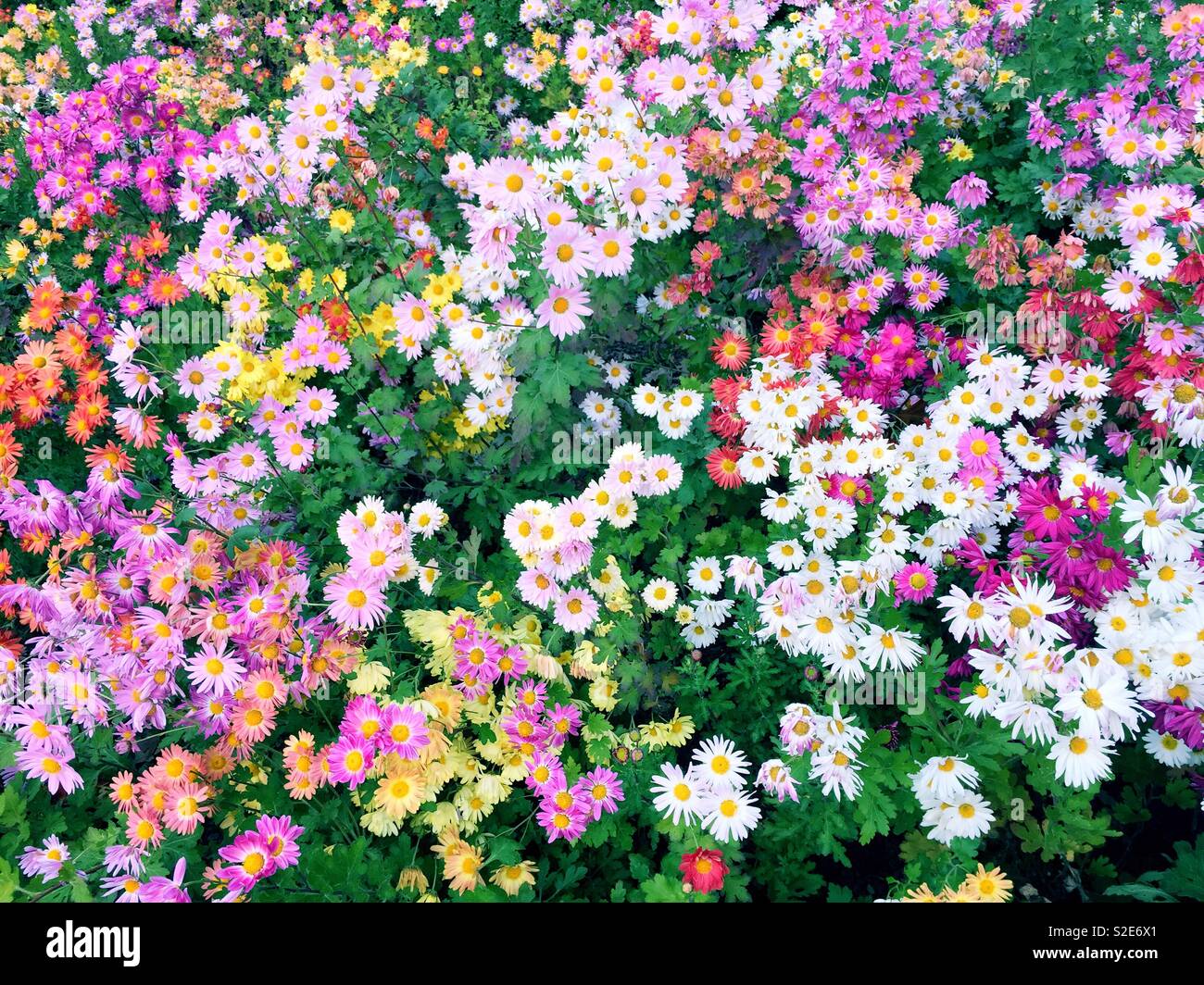 Korean mums hi-res stock photography and images - Alamy