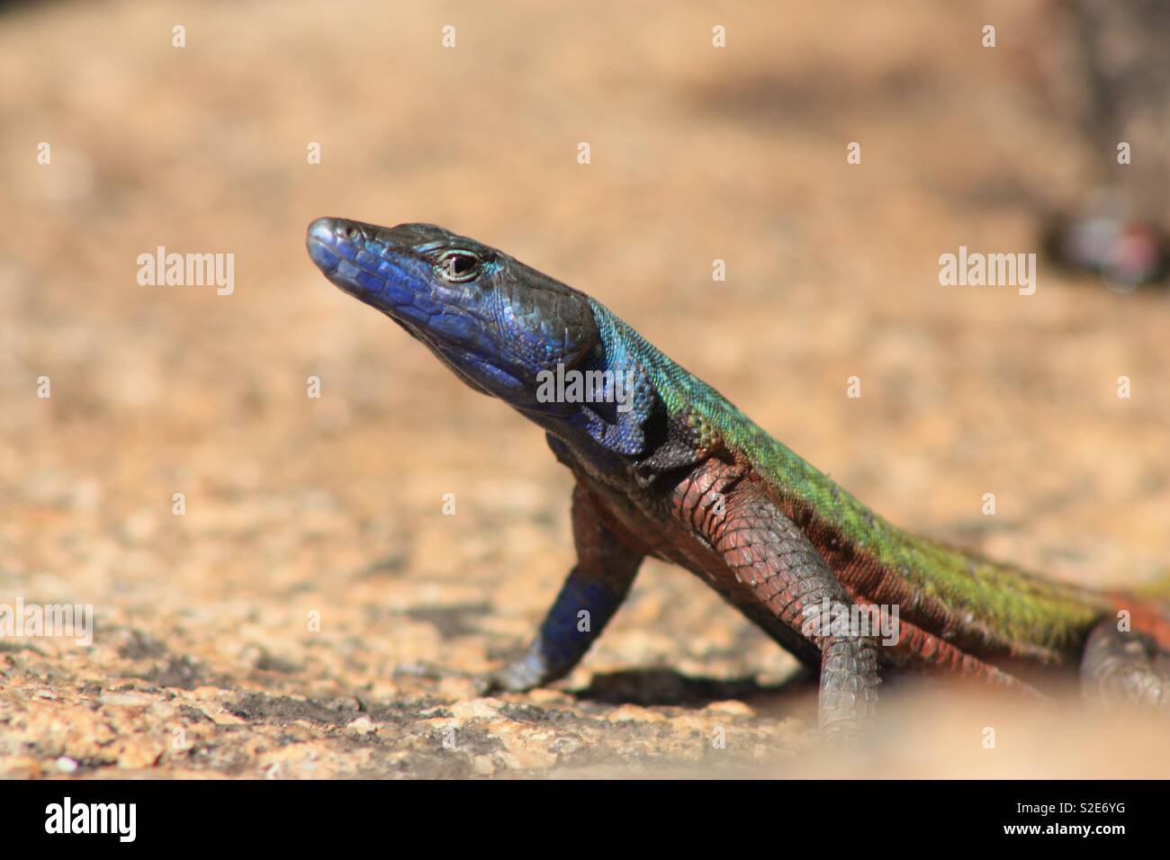 Rainbow Lizards Wallpapers