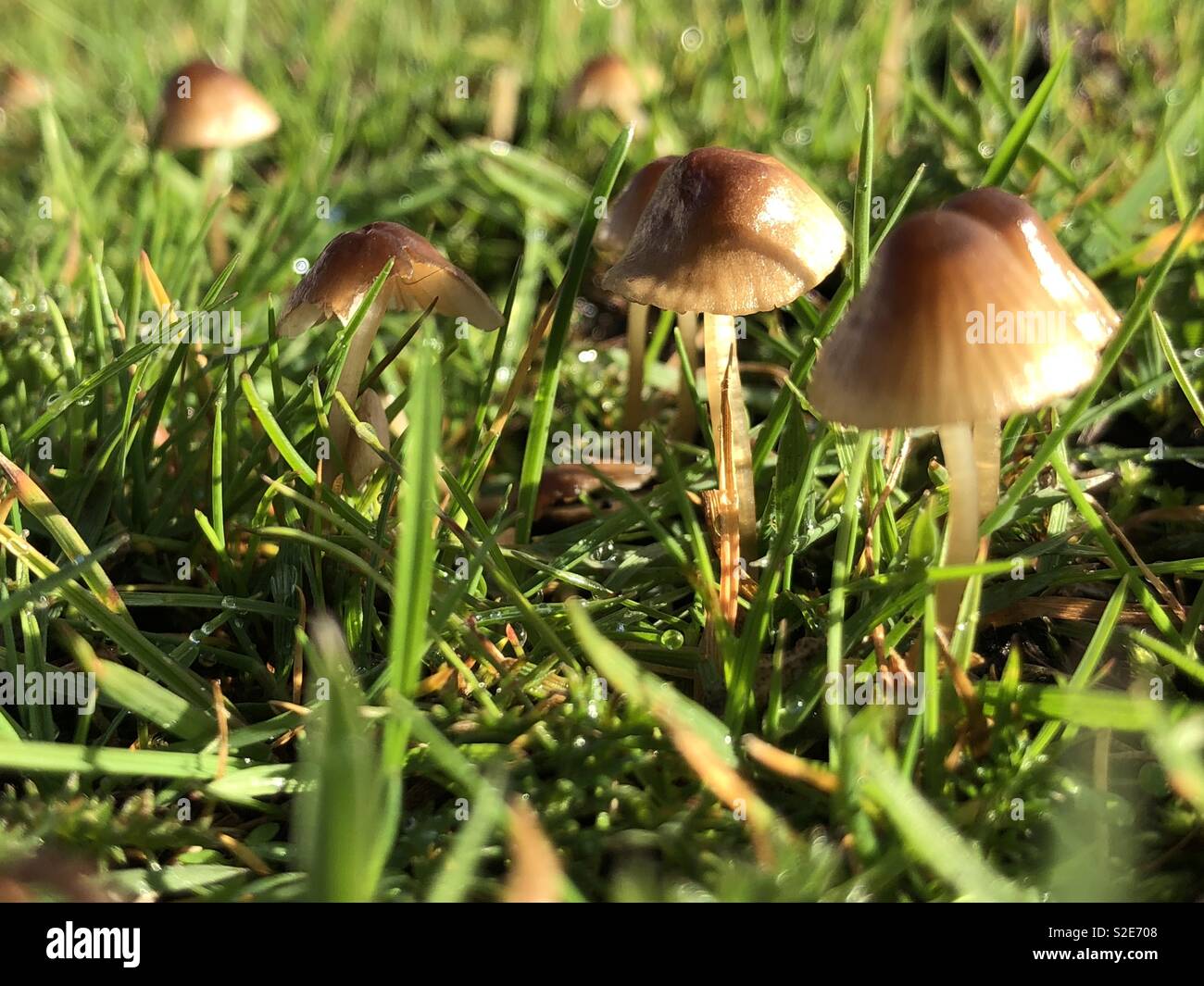 Tiny fungi in grass Stock Photo - Alamy