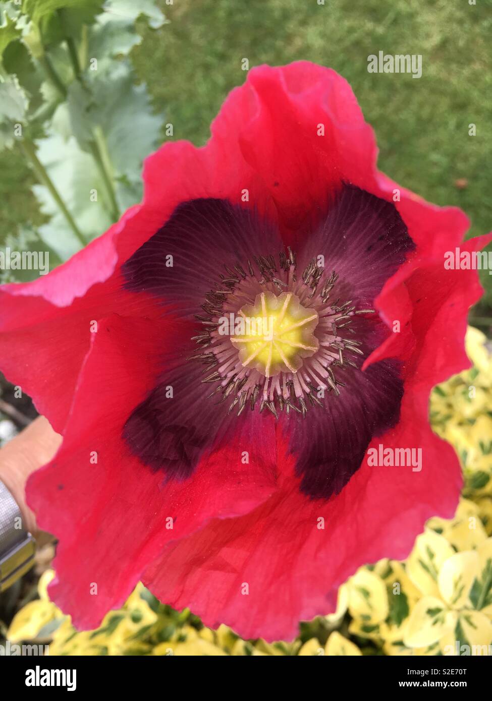 Red poppy and leaves hi-res stock photography and images - Alamy
