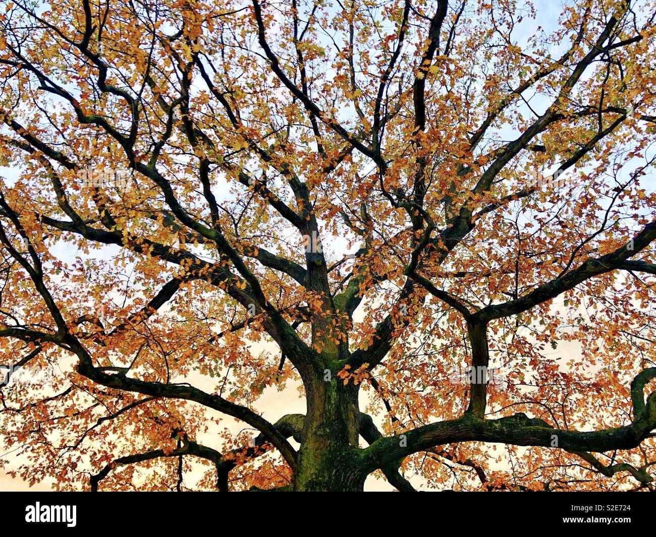 A huge, old oak tree with bright yellow autumn leaves in beautiful ...