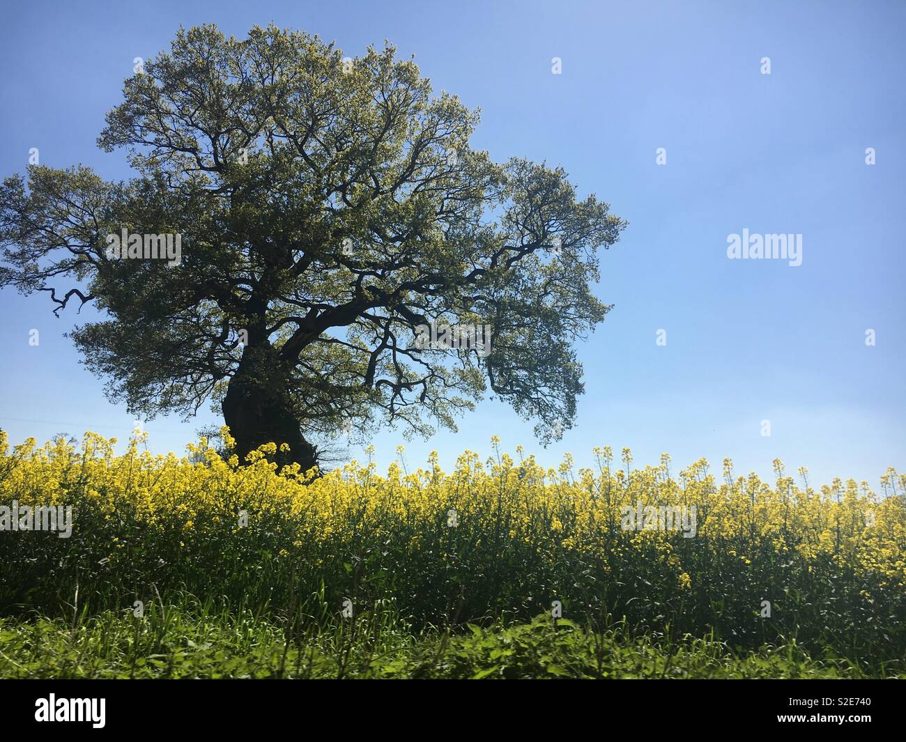 Rapeseed tree hi-res stock photography and images - Alamy