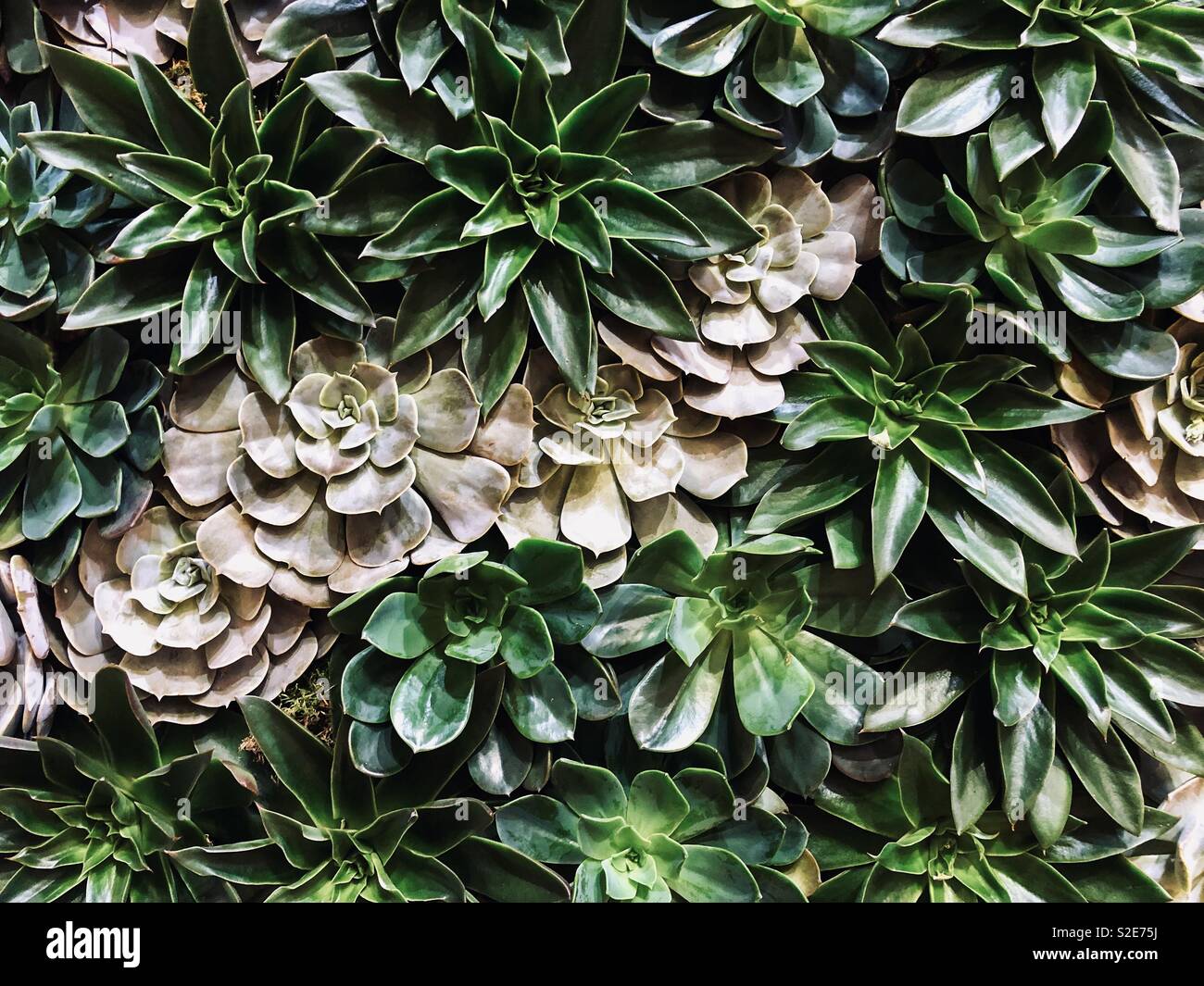 Diverse succulents hi-res stock photography and images - Alamy