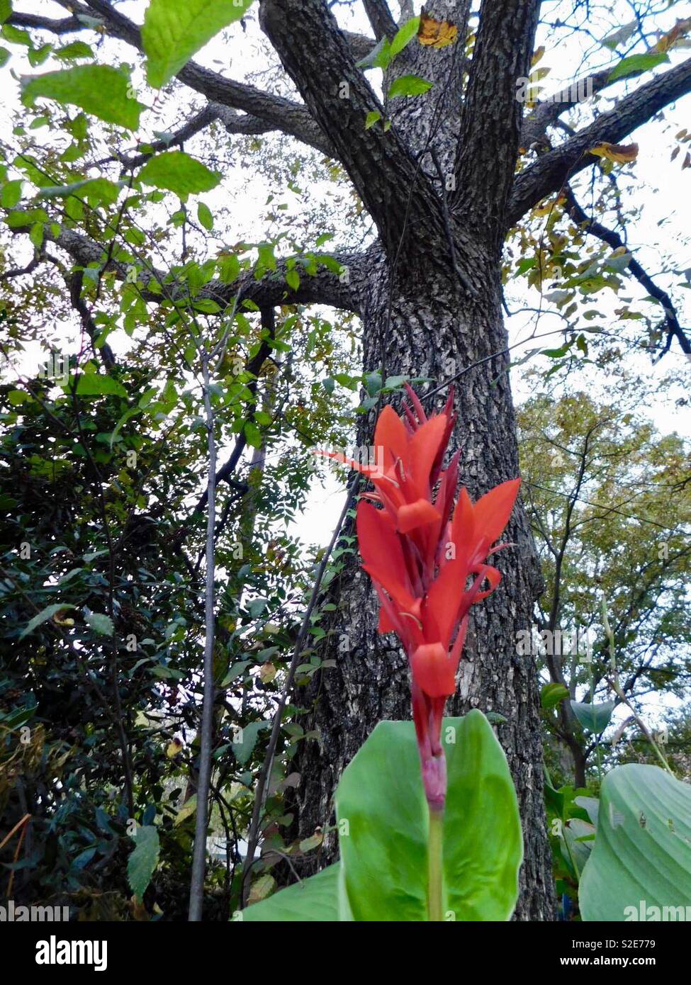 Bold red flower against tree and sky Stock Photo - Alamy