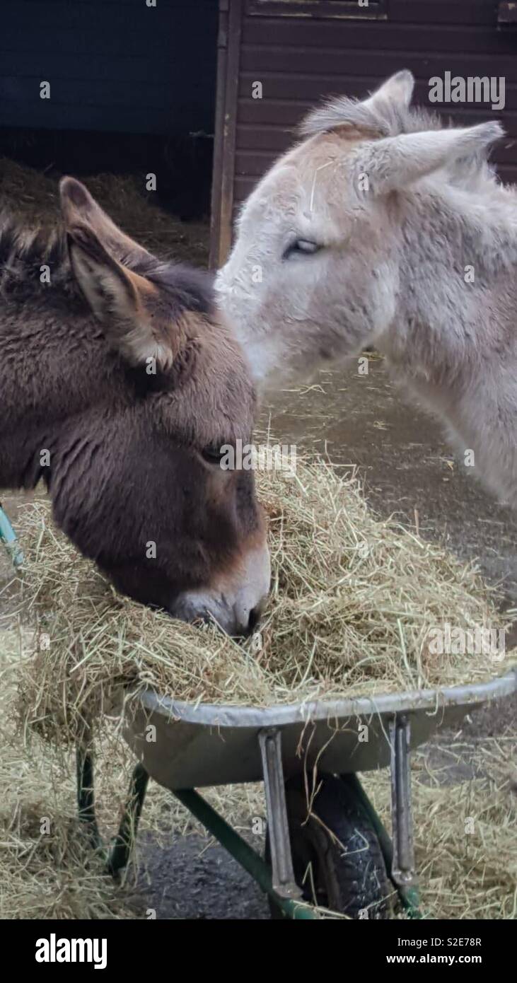 Donkey eating hay Stock Photo - Alamy