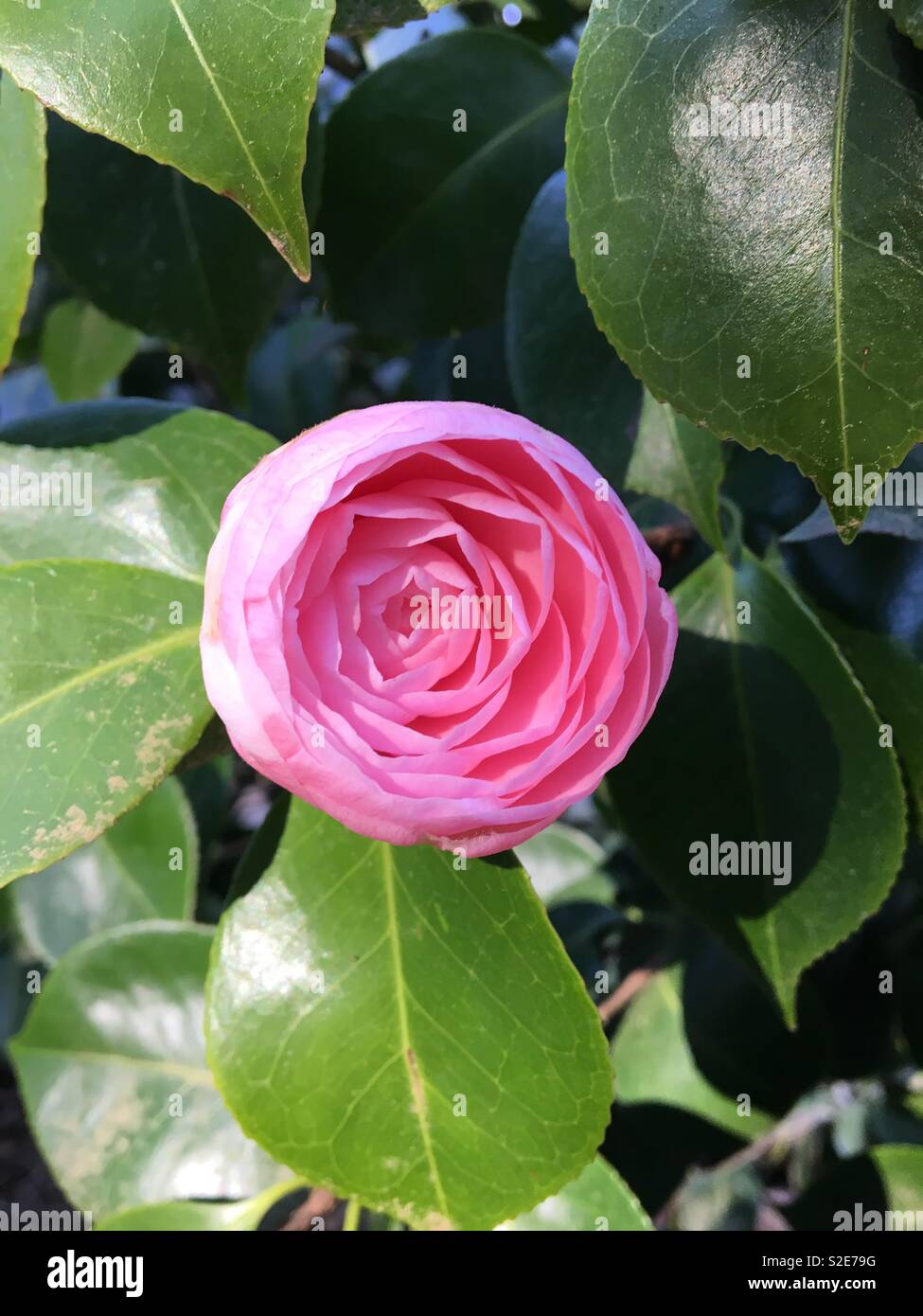 Pink circular flower Stock Photo - Alamy