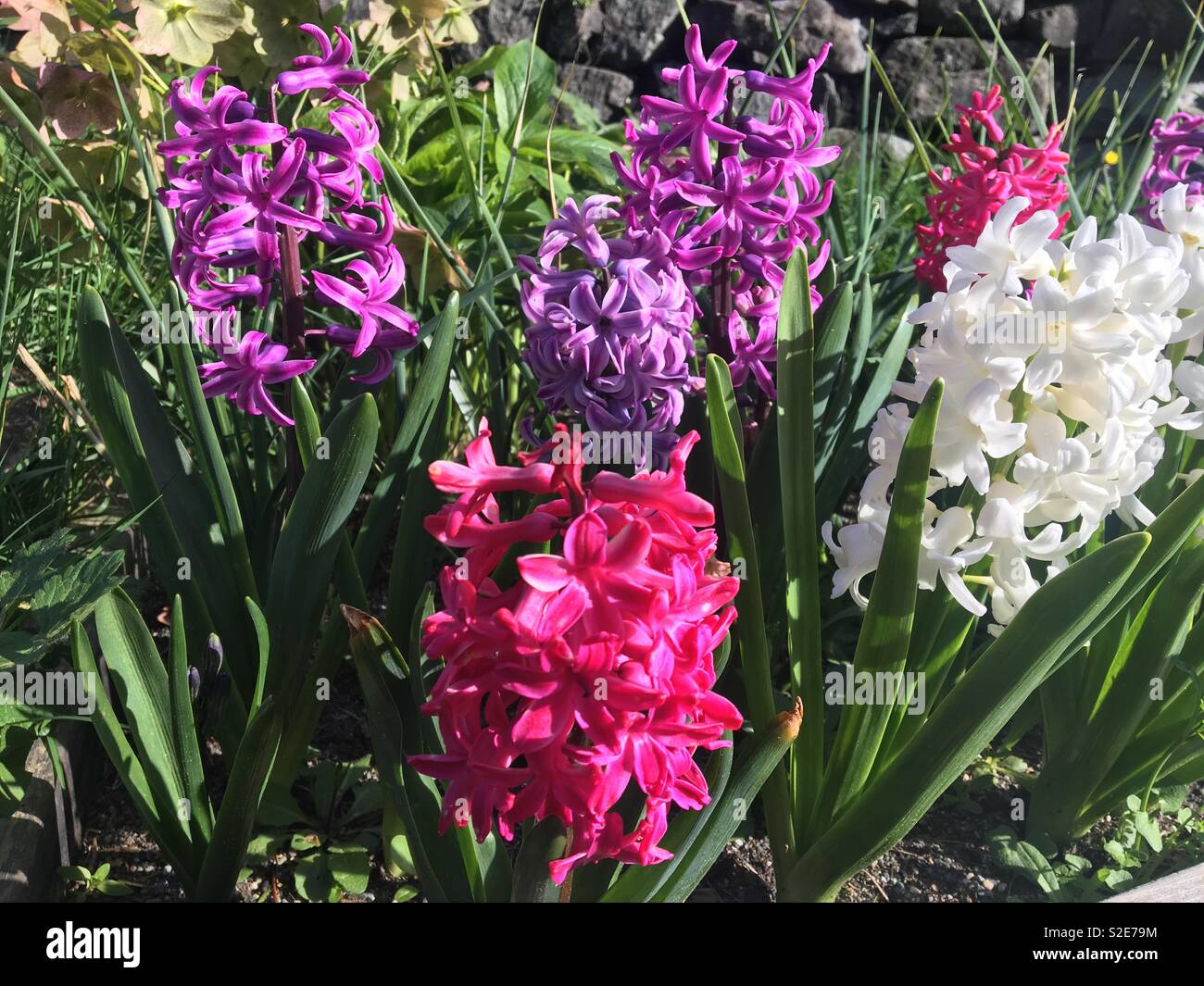 Color burst hi-res stock photography and images - Alamy