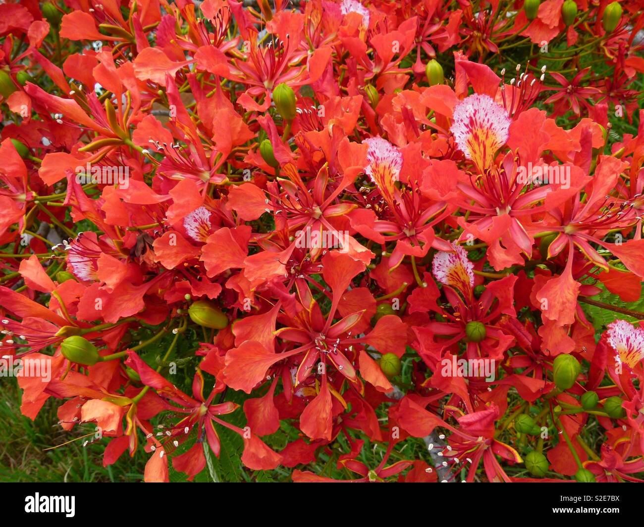 Flame tree flowers hi-res stock photography and images - Alamy