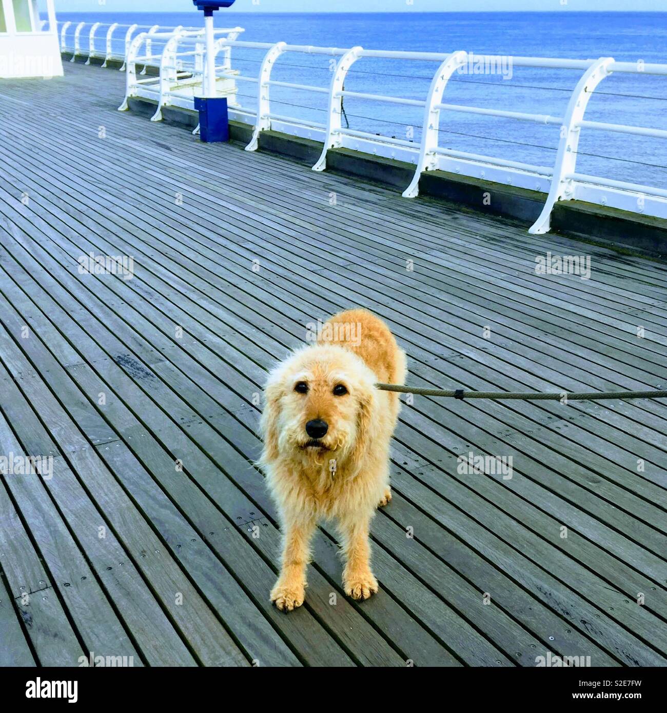 Dog beside the sea hi-res stock photography and images - Alamy