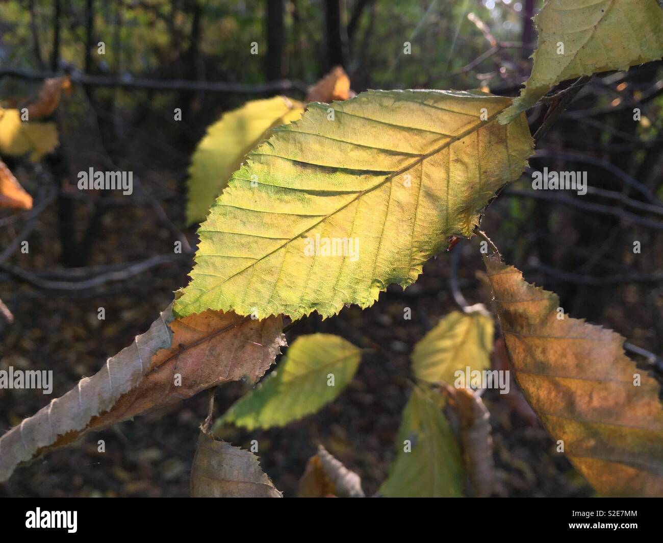 Gold is the color of autumn hi-res stock photography and images - Alamy