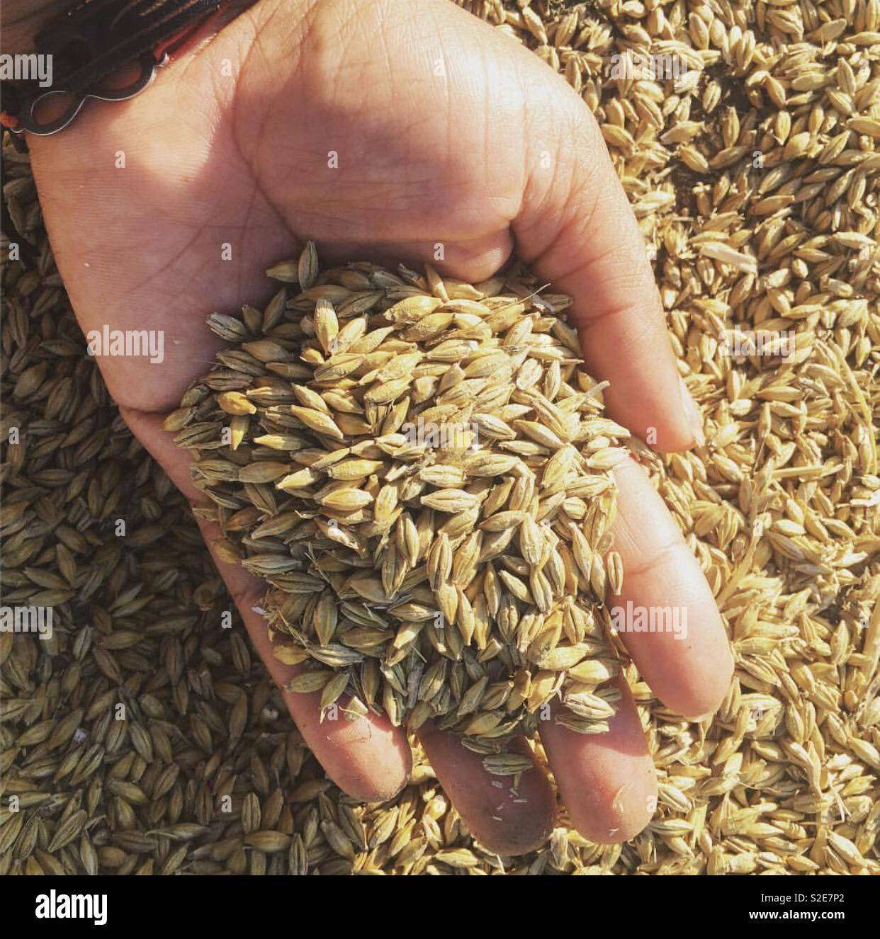 Handful of grains Stock Photo - Alamy