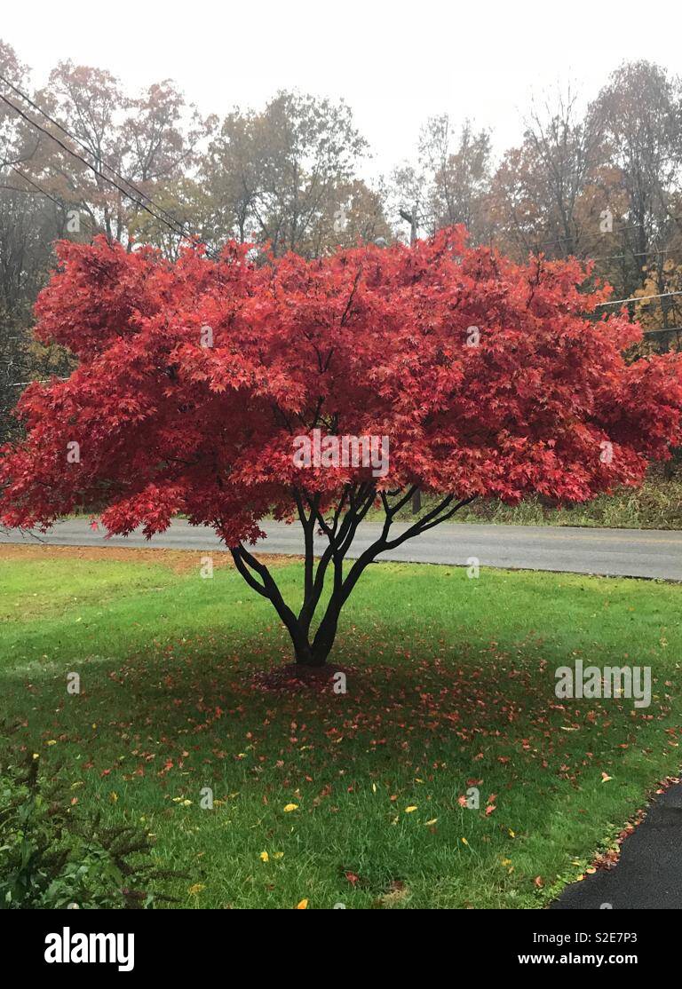 Beautiful red tree Stock Photo - Alamy