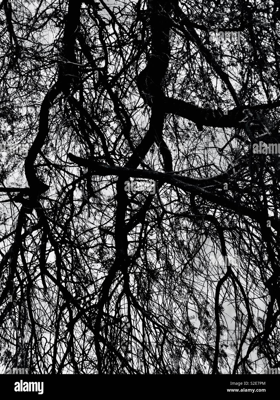 Dark forest trees hi-res stock photography and images - Alamy