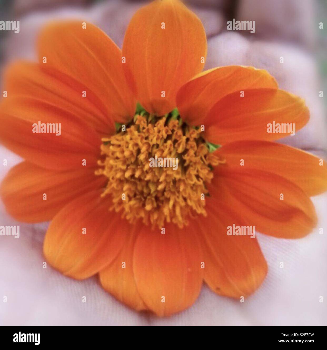 A simple flower Stock Photo - Alamy
