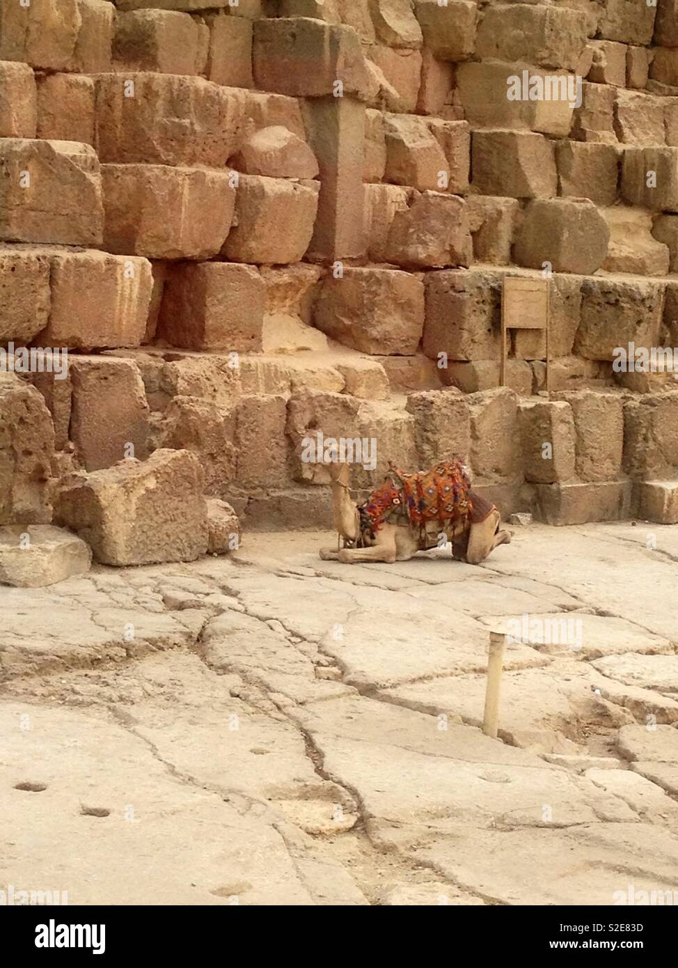 Camel at the Great Pyramids of Giza Egypt Stock Photo - Alamy