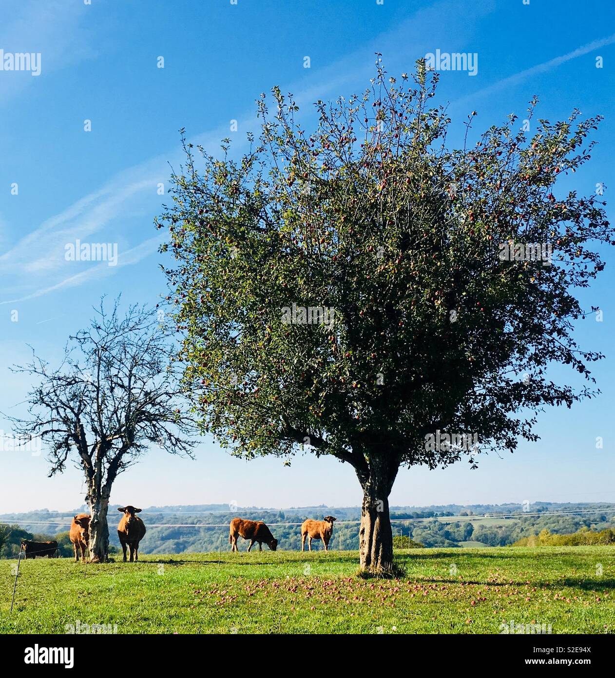 Cows under trees hi-res stock photography and images - Alamy