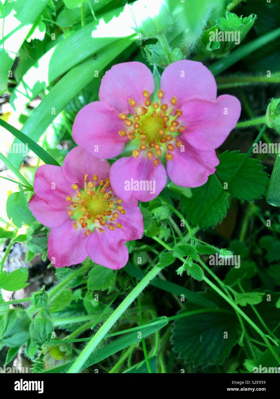 Pink strawberry flowers Stock Photo - Alamy