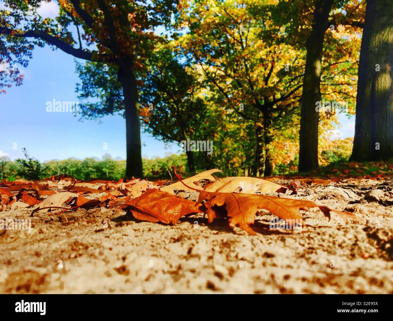 Fall foliage on a sandy road Stock Photo - Alamy