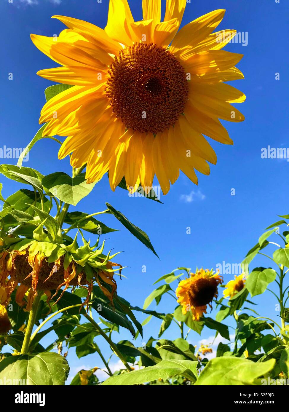 Big yellow flower hi-res stock photography and images - Alamy